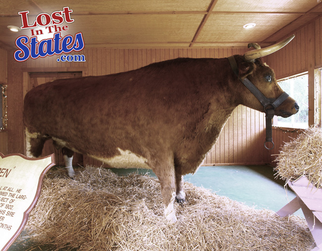 The Stump and the Bull - Lost In The States